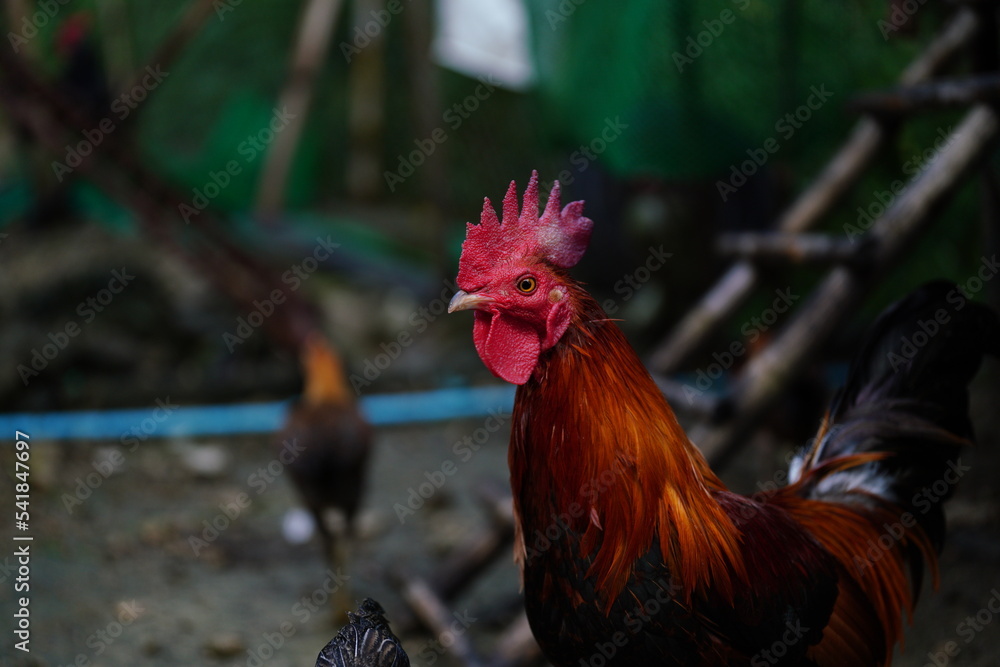 rooster in the farm Stock Photo | Adobe Stock