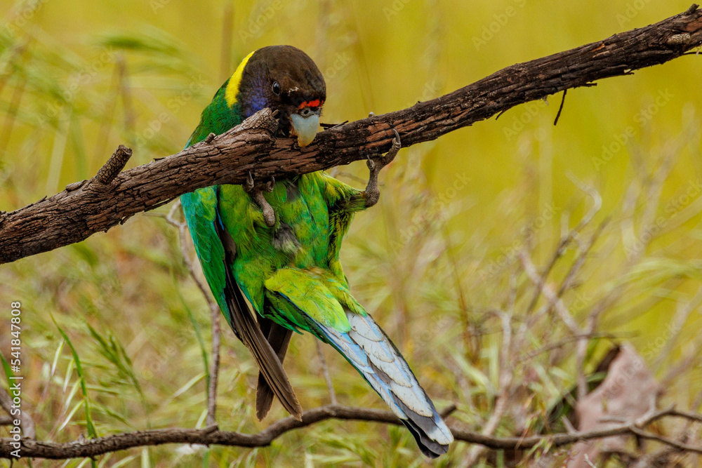 28 Ringneck Parrot in Western Australia Stock-Foto | Adobe Stock