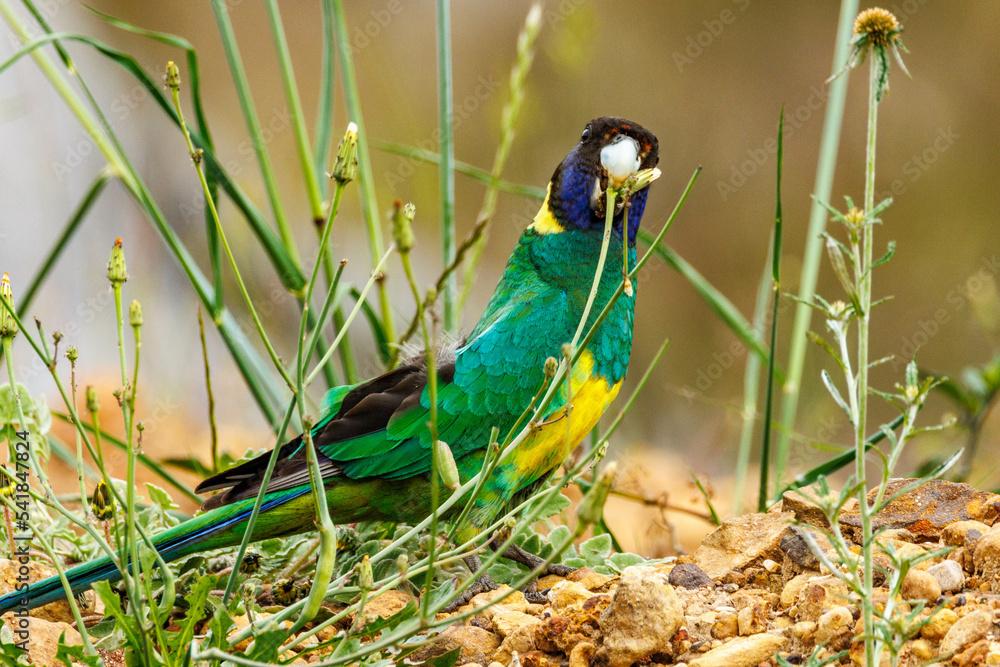 28 Ringneck Parrot in Western Australia Stock Photo | Adobe Stock