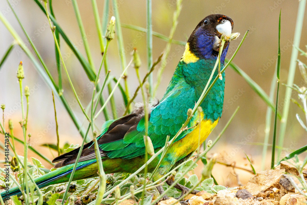 28 Ringneck Parrot in Western Australia Stock Photo | Adobe Stock