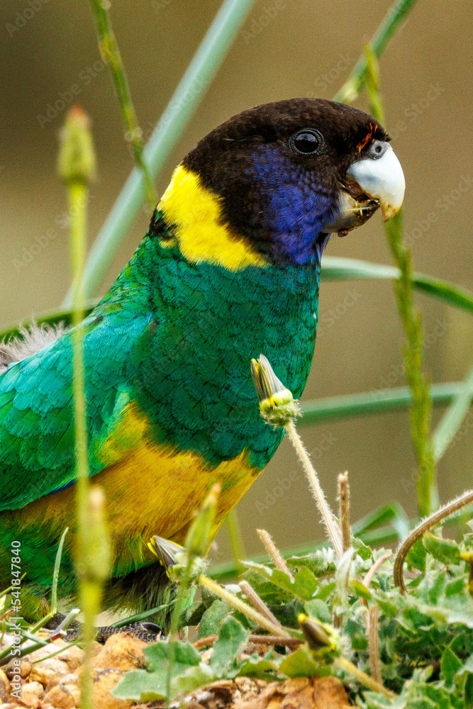 28 Ringneck Parrot in Western Australia Stock 写真 | Adobe Stock