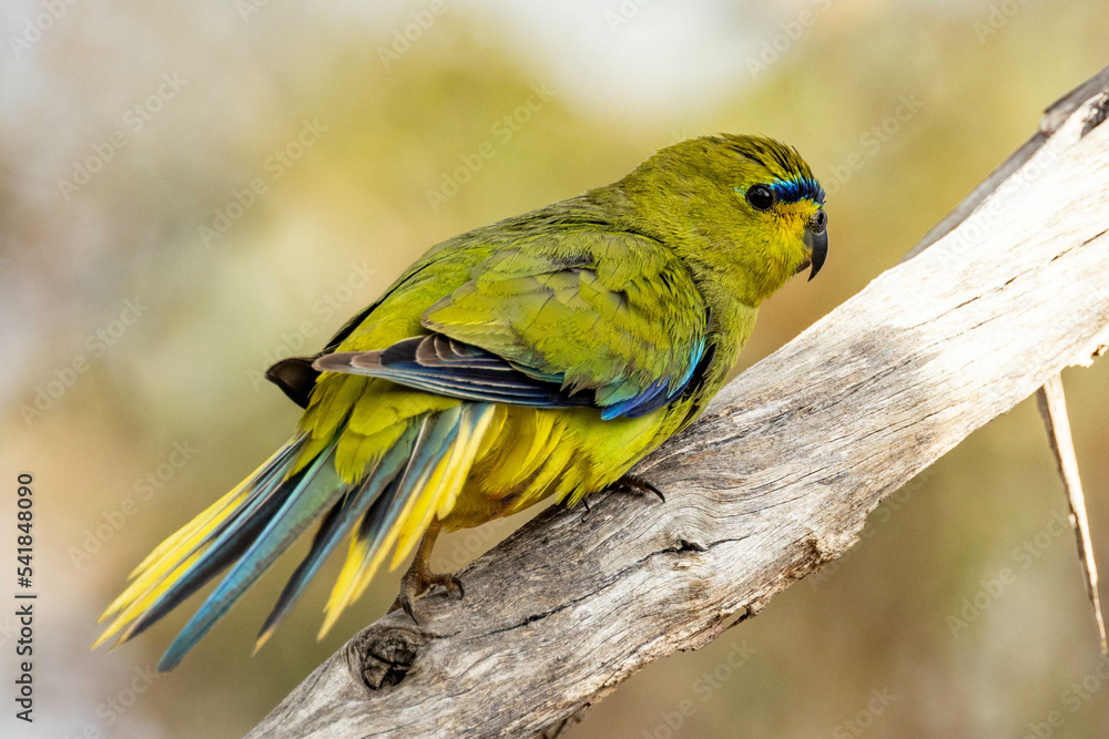 Elegant Parrot in Western Australia Stock Photo | Adobe Stock