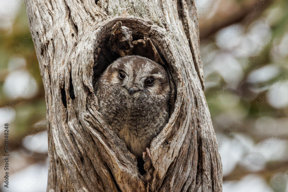 Owlet Nightjar in Western Australia Stock Photo | Adobe Stock