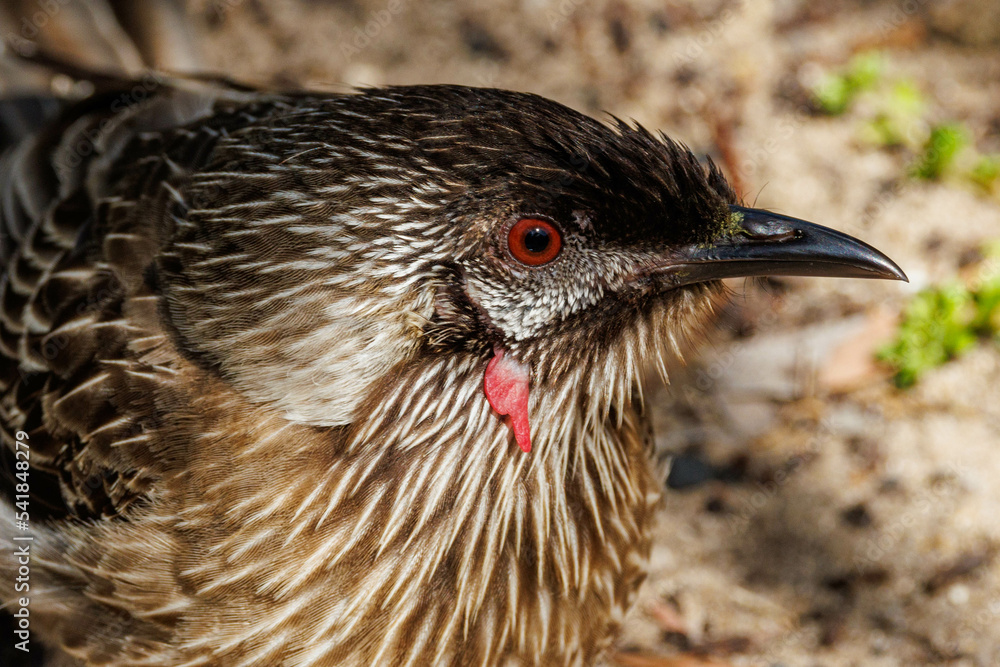Red Wattlebird in Western Australia Stock Photo | Adobe Stock