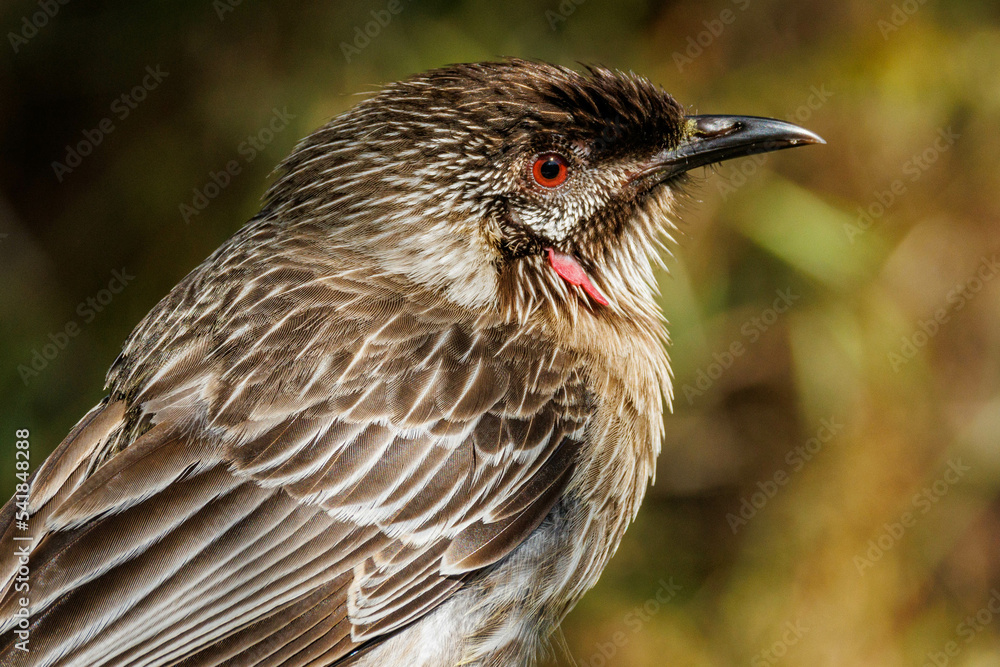 Red Wattlebird in Western Australia Stock Photo | Adobe Stock