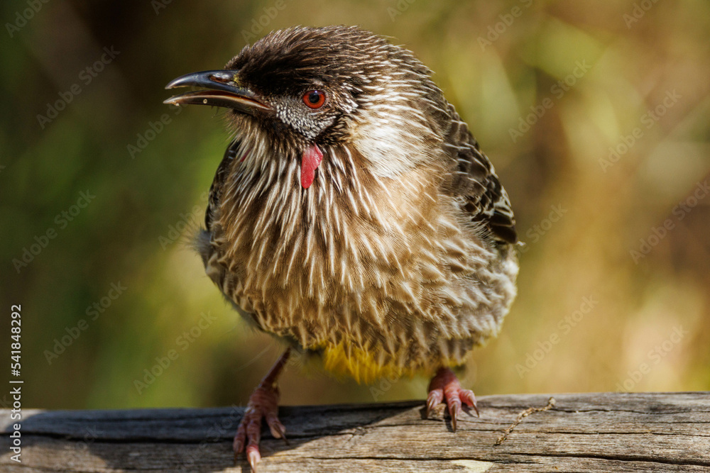 Red Wattlebird in Western Australia Stock Photo | Adobe Stock