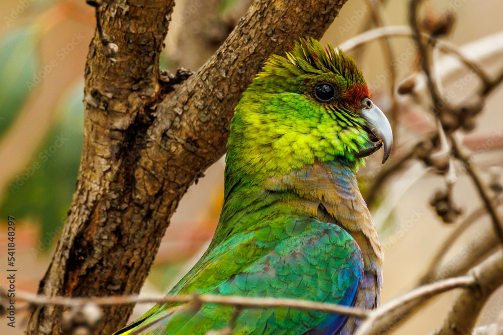 Red-capped Parrot in Western Australia Stock Photo | Adobe Stock