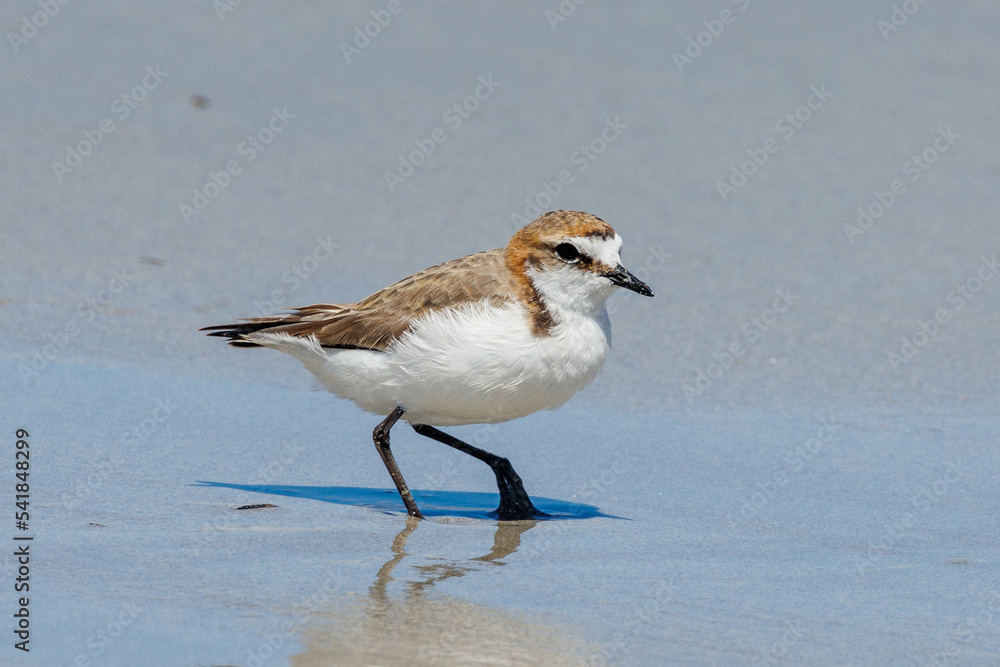 Red-capped Plover in Western Australia Stock Photo | Adobe Stock