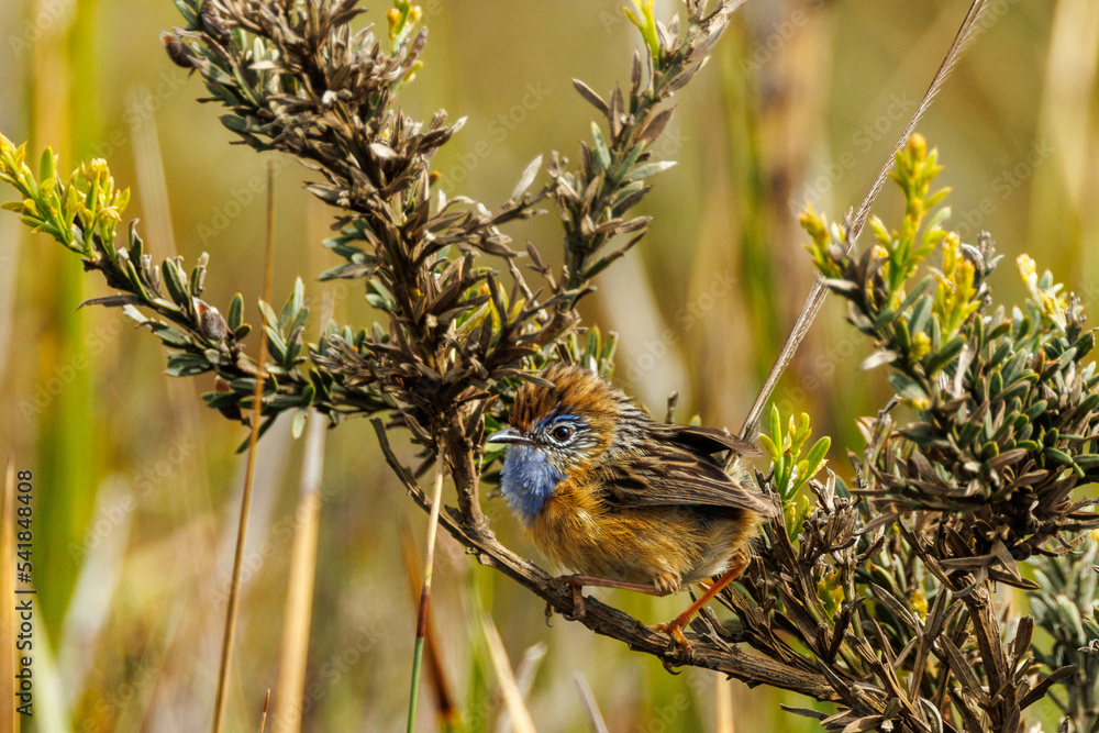 Southern Emu-wren in Western Australia Stock Photo | Adobe Stock