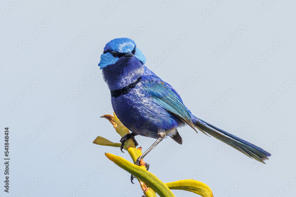 Splendid Fairywren in Western Australia Stock Photo | Adobe Stock