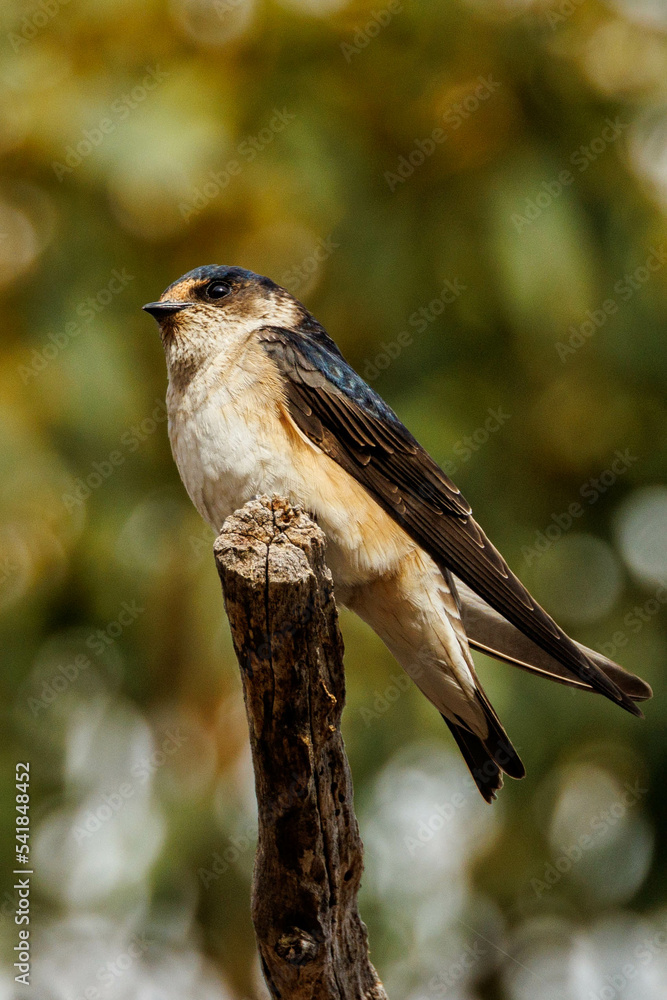 Tree Martin in Western Australia Stock Photo | Adobe Stock