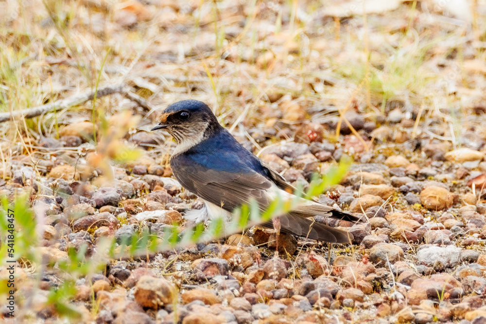 Tree Martin in Western Australia Stock 写真 | Adobe Stock