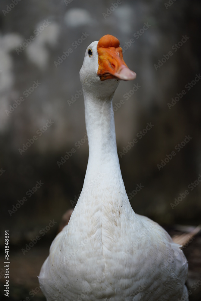 portrait of a goose Stock Photo | Adobe Stock