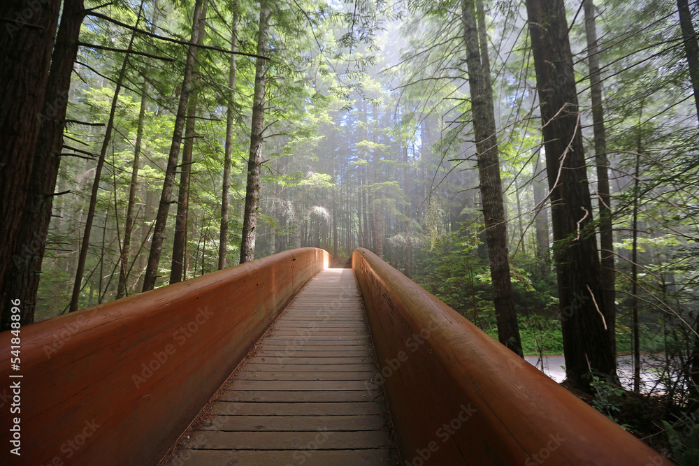 The bridge and the forest - Redwood National Park, California Stock 写真 ...