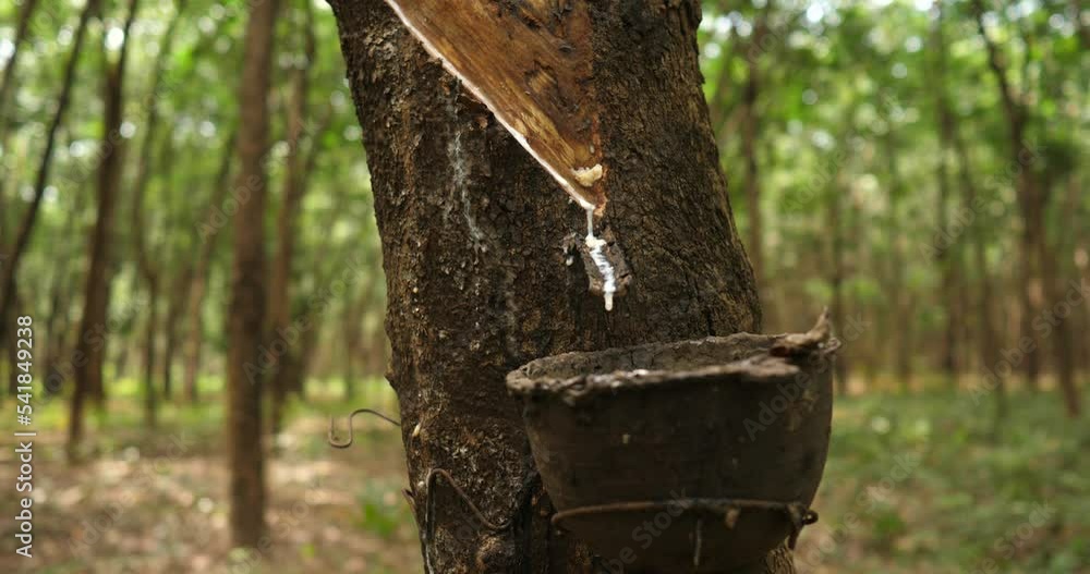 (Hevea Brasiliensis) Rubber Latex extracted from tree,rubber during ...
