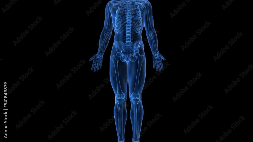 3d rendered medical animation of the knees Stock Video | Adobe Stock