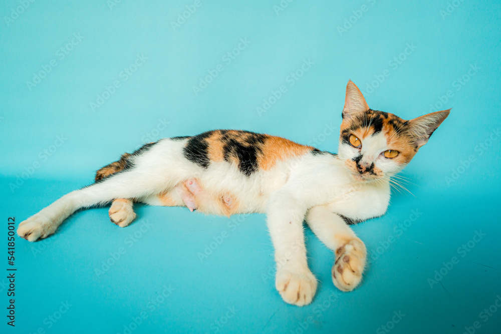 The tricolor mother cat who is about 5 years old is posing lazily on ...