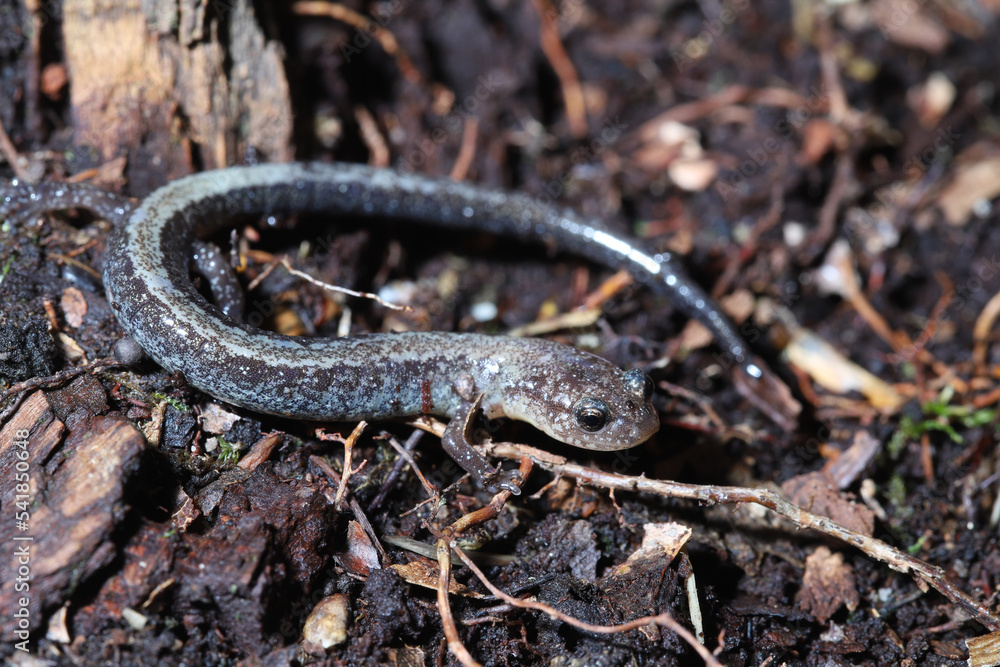 Close-up of the face of a coiled color morph of the red-backed ...