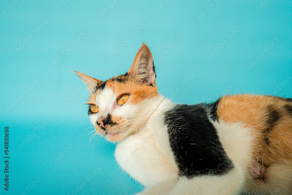 The tricolor mother cat who is about 5 years old is posing lazily on ...