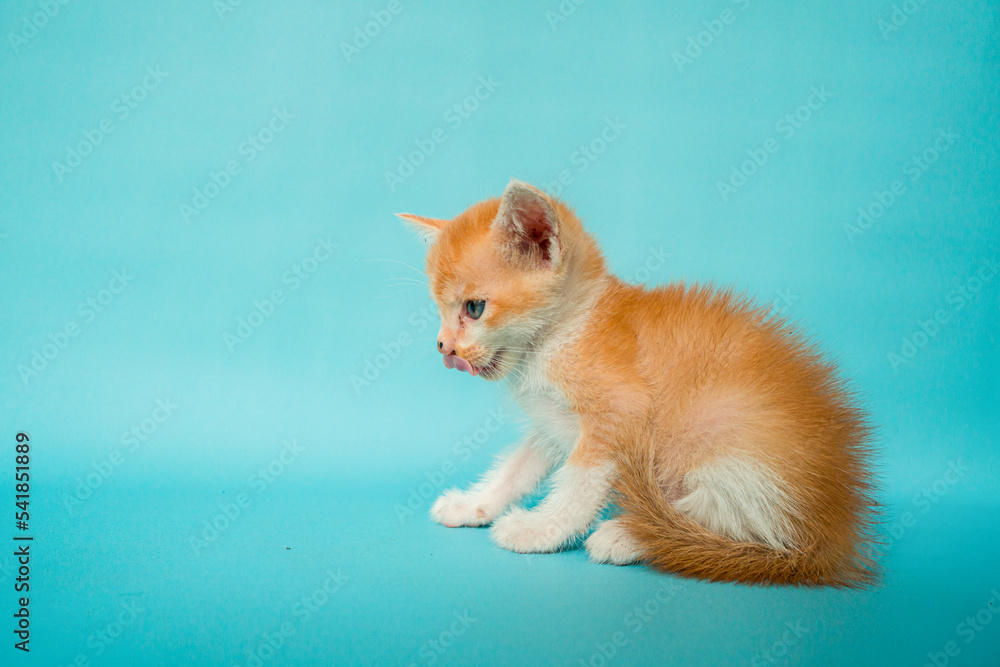 1 month old orange white striped domestic cat posing in front of ...