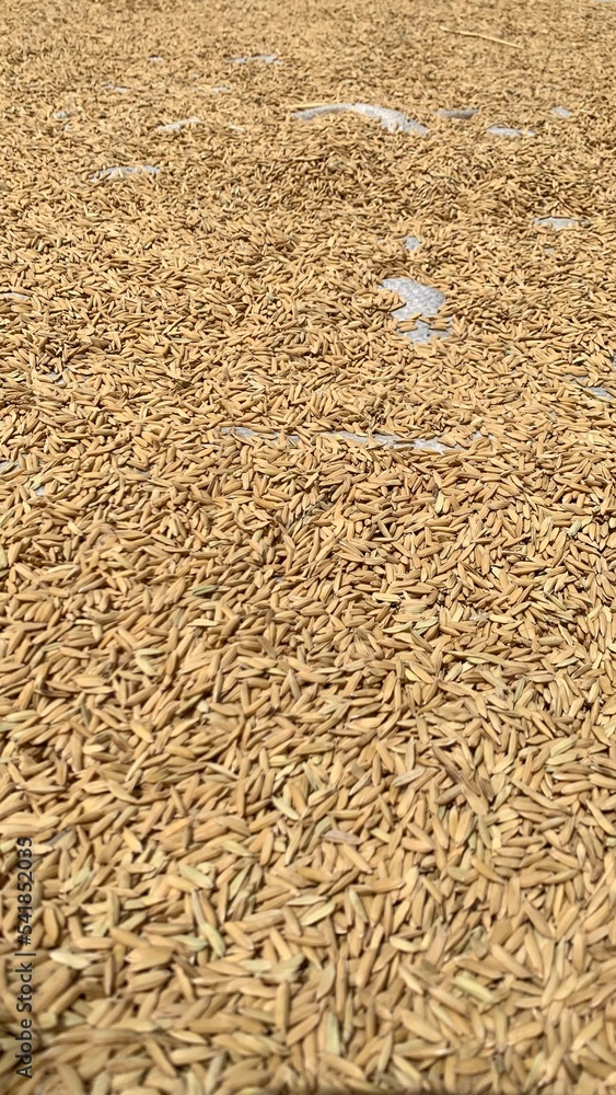 the harvested rice is being dried Stock Photo | Adobe Stock