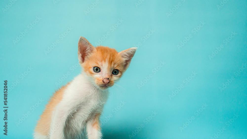 1 month old orange white striped domestic cat posing in front of ...