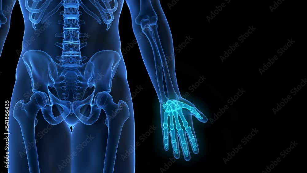 3d rendered medical animation of the hand bones Stock Video | Adobe Stock
