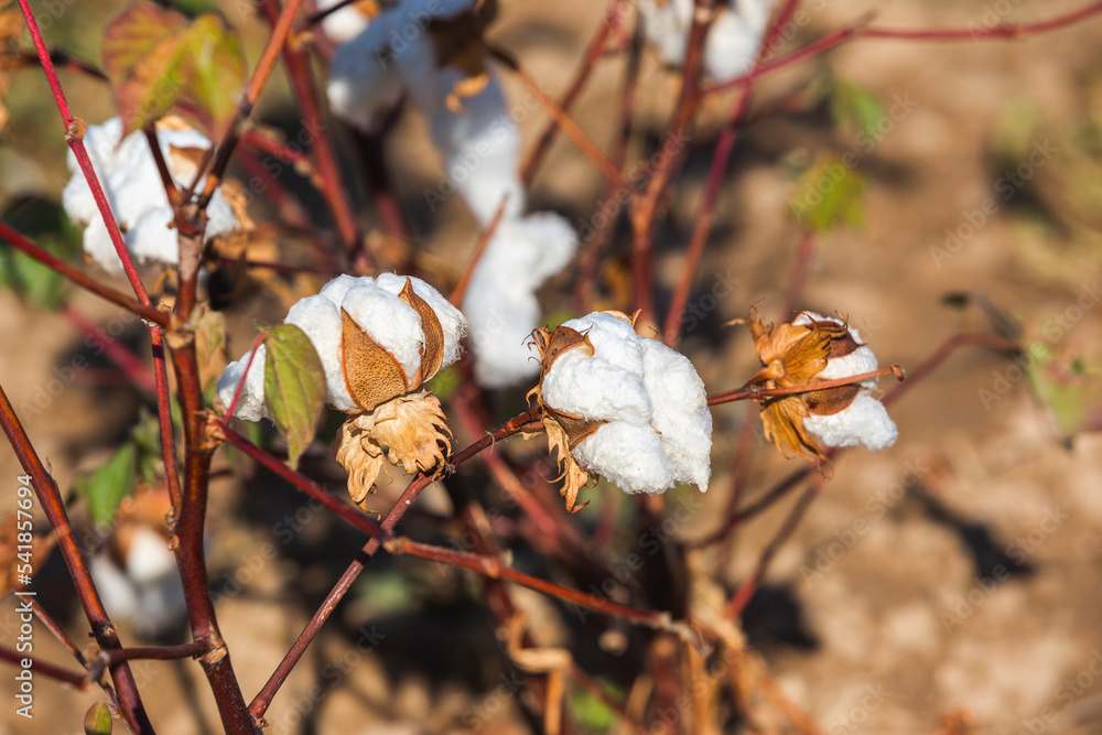 Ripe cotton on a bush in a field Stock Photo | Adobe Stock