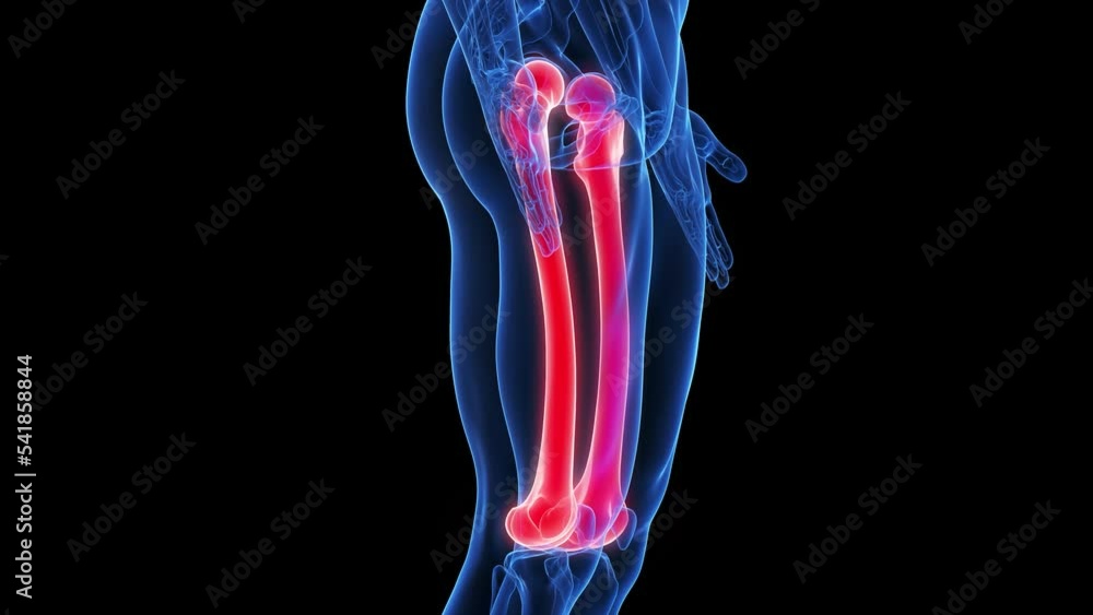 3d rendered medical animation of the femur Stock Video | Adobe Stock