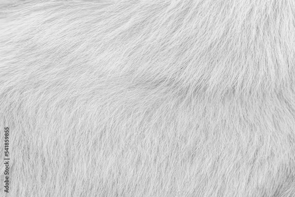 Cat fur short texture with nature smooth patterns grey white background ...