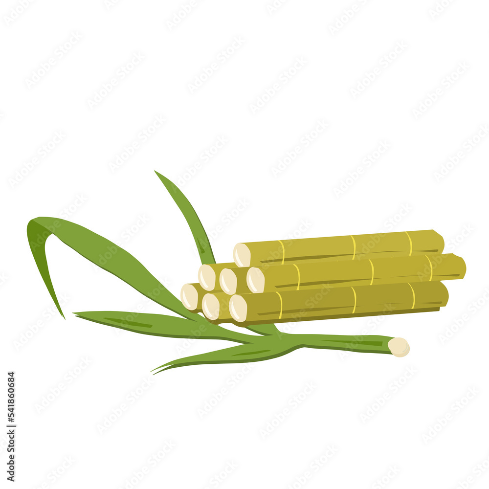 green sugar cane sweet sugar vector with transparency background Stock ...