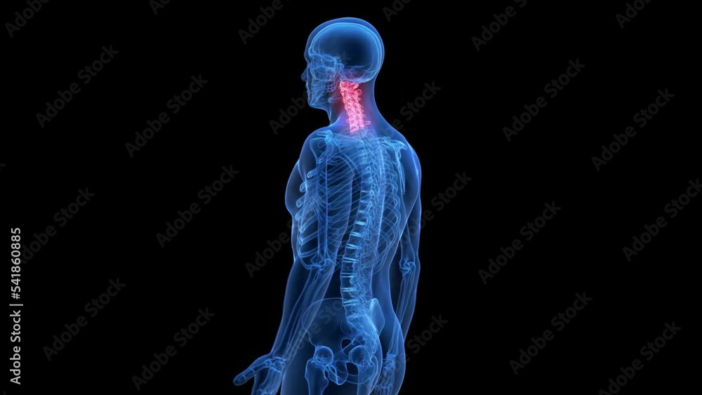 3d rendered medical animation of the cervical spine Stock Video | Adobe ...