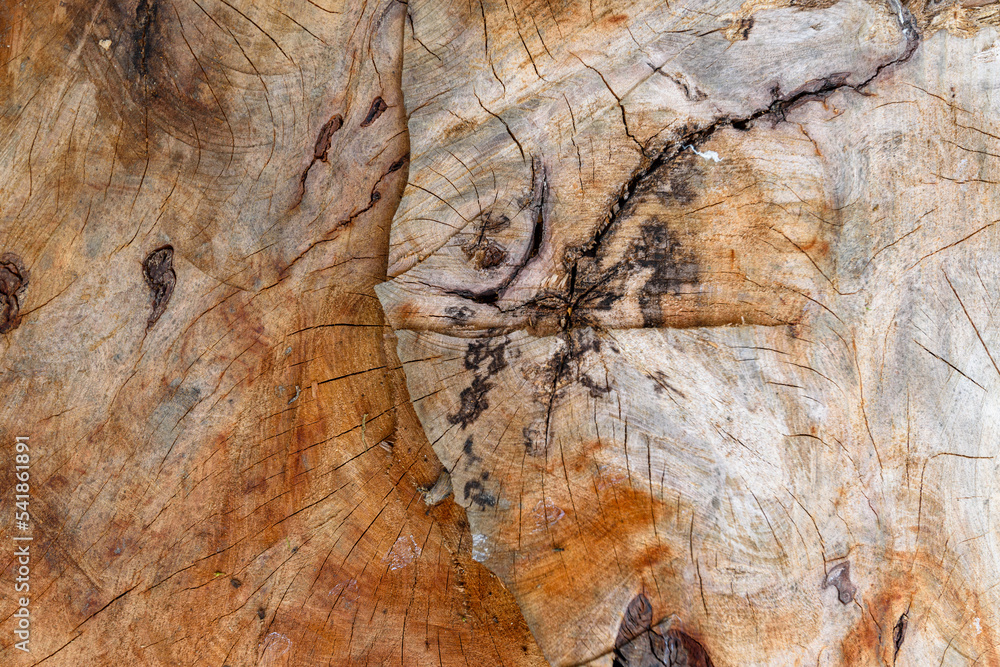 Close up of sawn tree trunk in warm tones Stock Photo | Adobe Stock