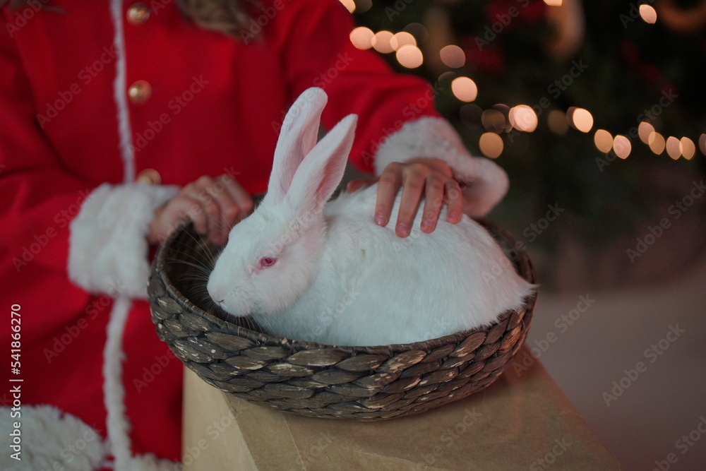 child dressed as santa claus play with rabbit Stock-Foto | Adobe Stock