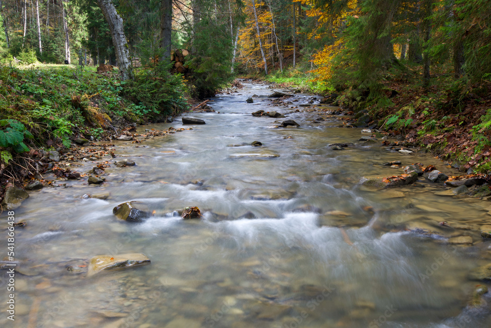 stream in the forest Stock 写真 | Adobe Stock