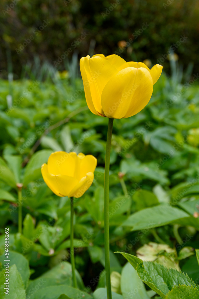 Spring flower At Erth Garden in Blackwood, Victoria, Australia Stock ...