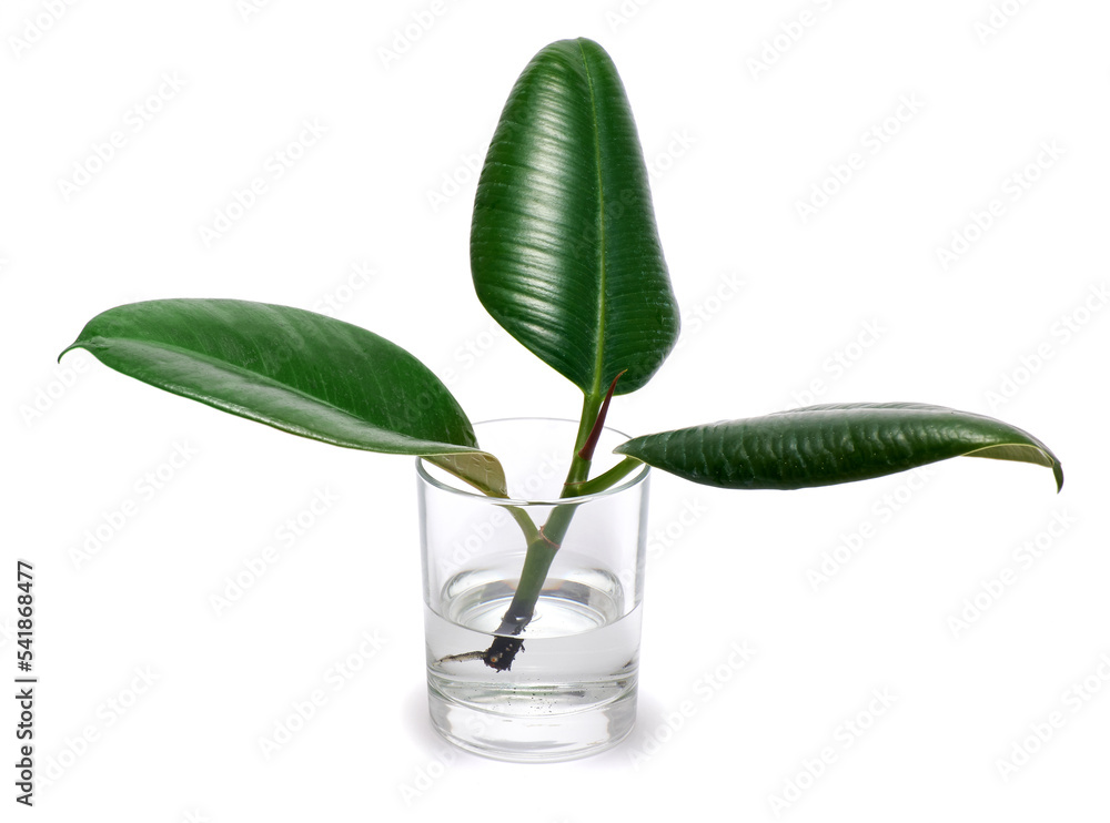 ficus elastica house plant rooted cutting in glass of water isolated on ...