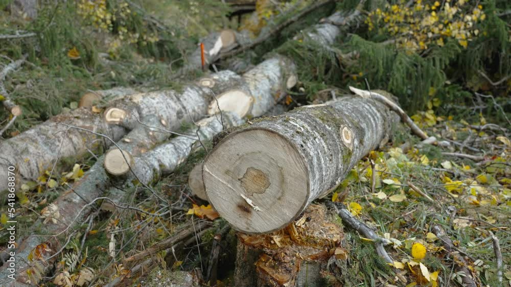 The closer look of the aspen tree on the ground after being cut off ...