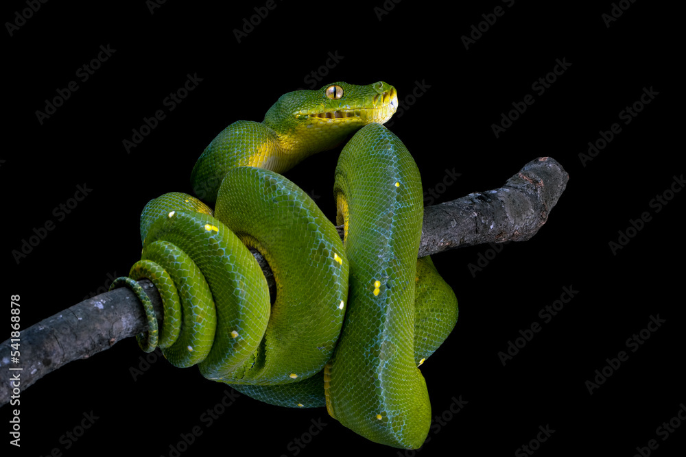Green tree python snake on branch, Chondropython viridis snake closeup ...