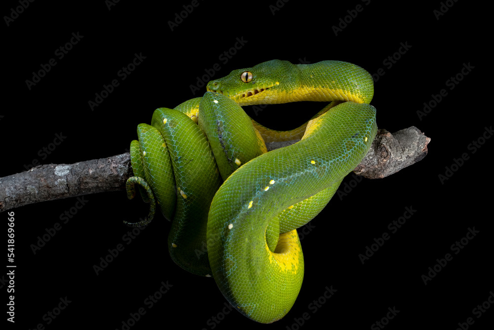Green tree python snake on branch, Chondropython viridis snake closeup ...