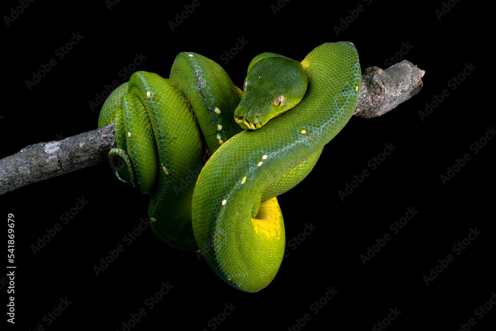 Green tree python snake on branch, Chondropython viridis snake closeup ...