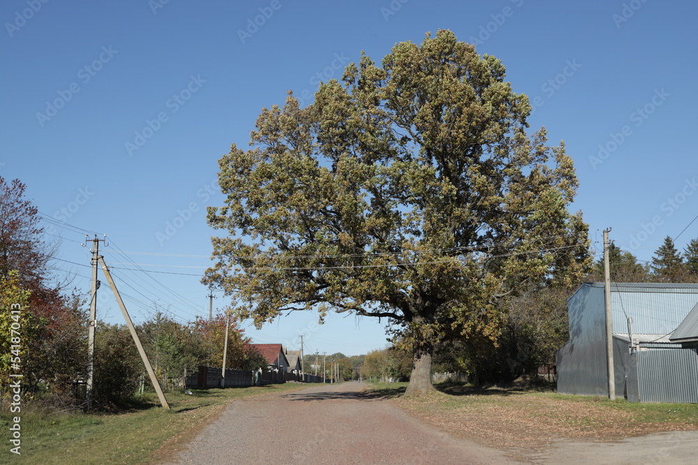 old oak tree on a rural street Stock Photo | Adobe Stock