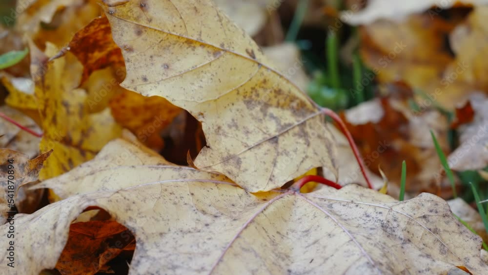 The brown withered maple leaves on the ground as seen on a closer look ...