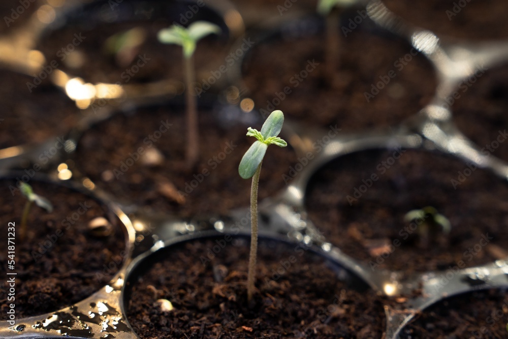 Closeup seedlings, cannabis seedling in a soil-filled planting tray ...