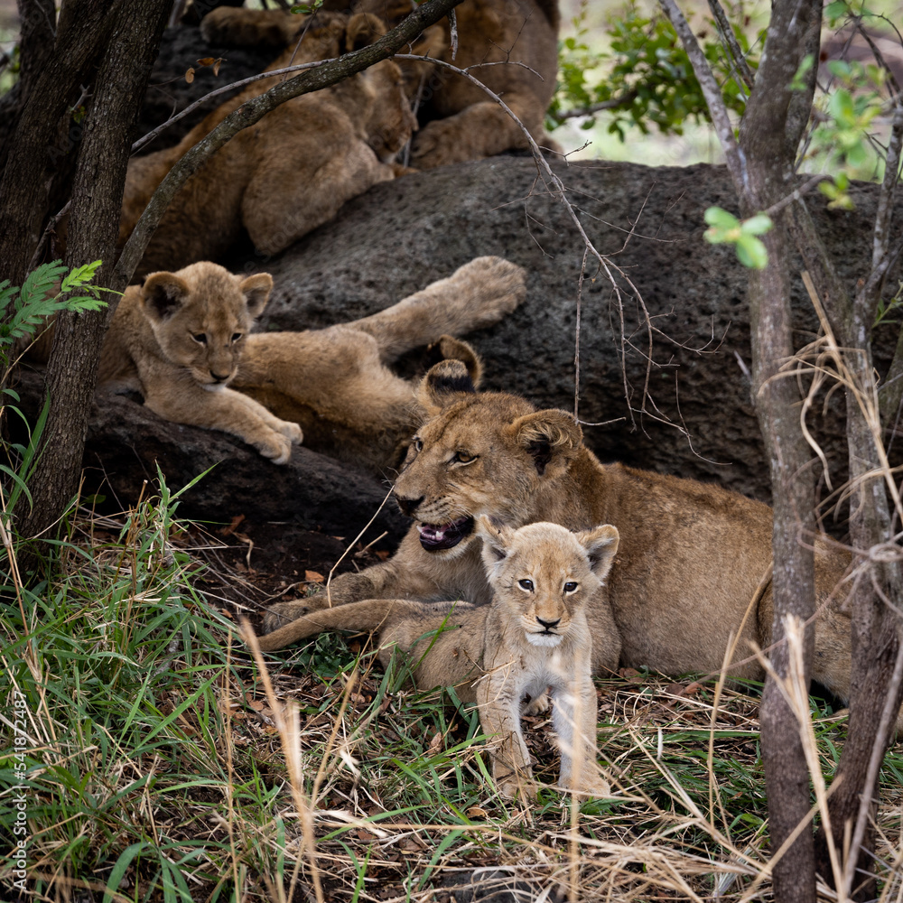 a Cute small lion cub Stock Photo | Adobe Stock