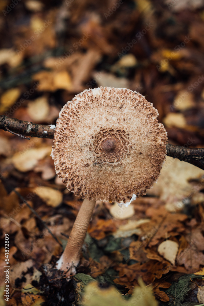 Wild mushrooms in a beautiful autumn forest. Autumn time in the forest ...