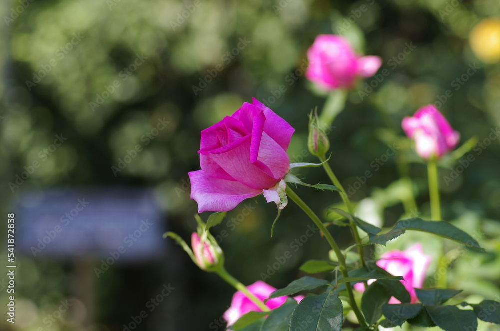 Autumn roses in various varieties Stock Photo | Adobe Stock