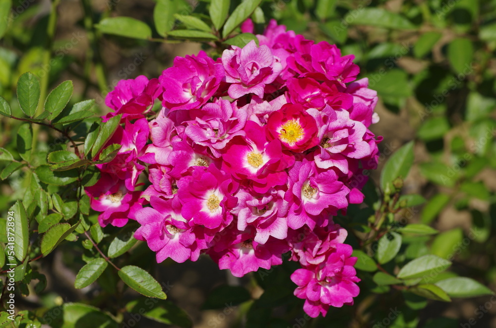 Autumn roses in various varieties Stock Photo | Adobe Stock