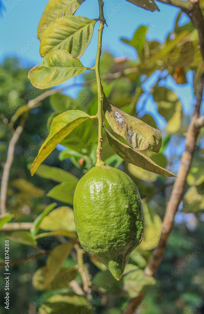 Lemon is a species of small evergreen tree in the flowering plant ...