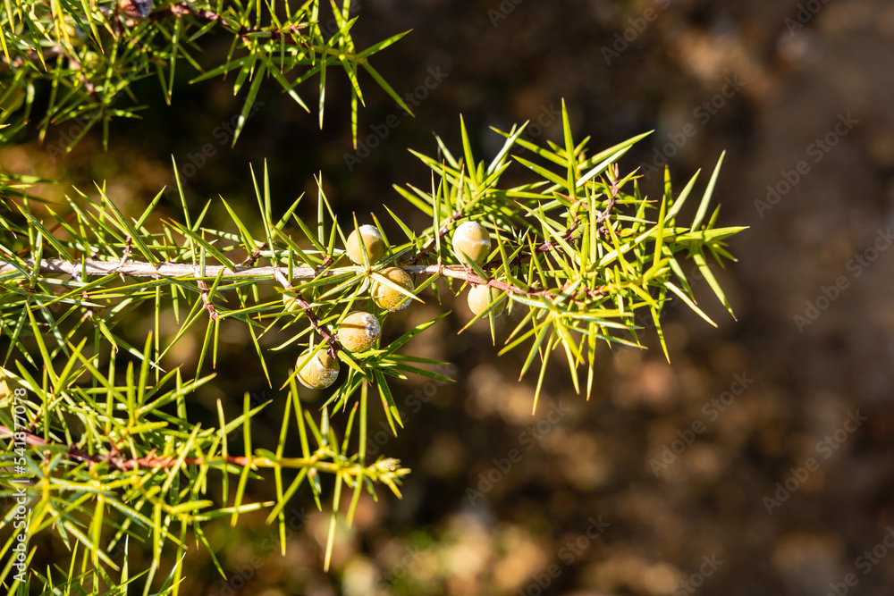 Juniperus communis. Medicinal plant and evergreen tree - the common ...